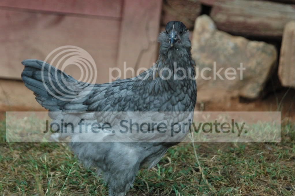 May I please see pictures of your blue hens? | BackYard Chickens ...